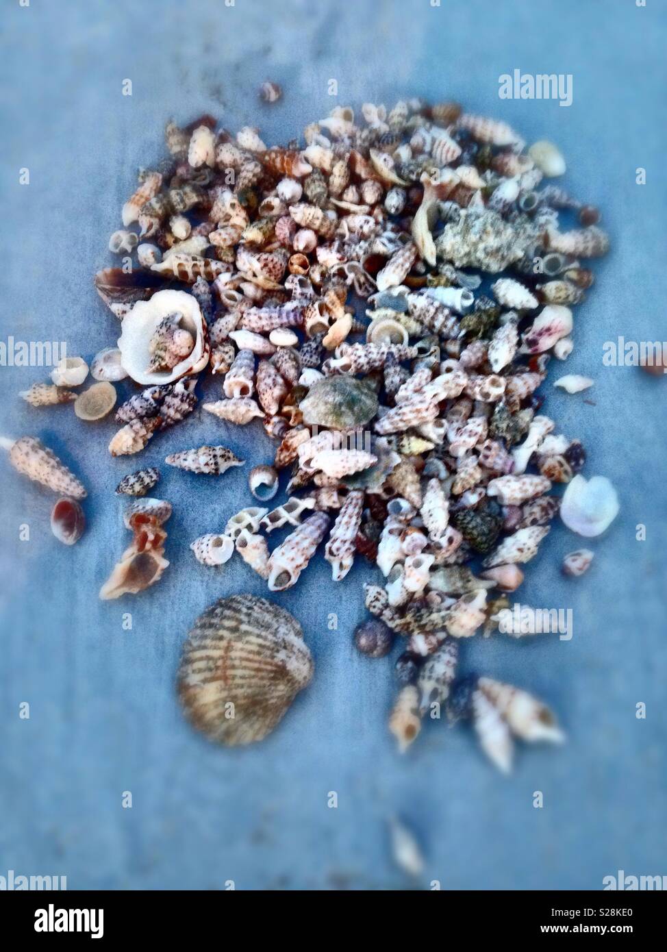 Adriatic sea shells hi-res stock photography and images - Alamy