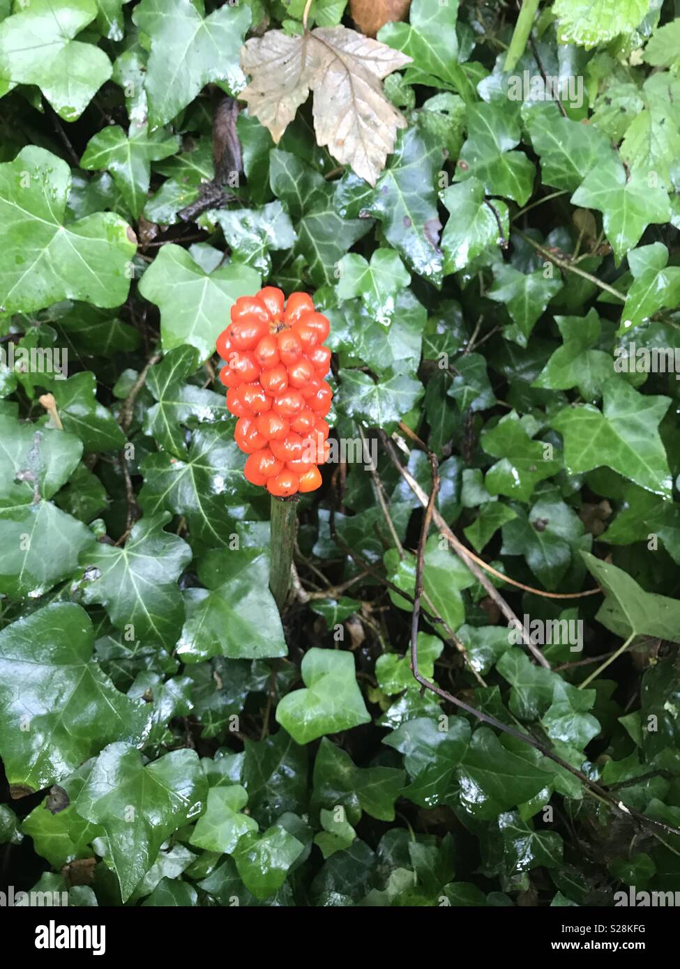 Poison ivy berries hi-res stock photography and images - Alamy