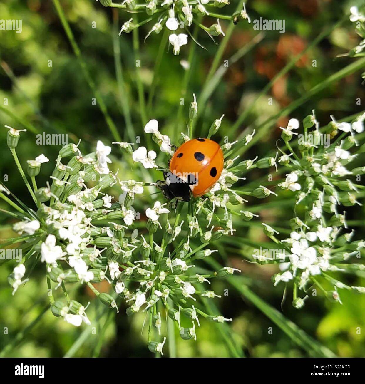 Ladybird and flowers Stock Photo - Alamy