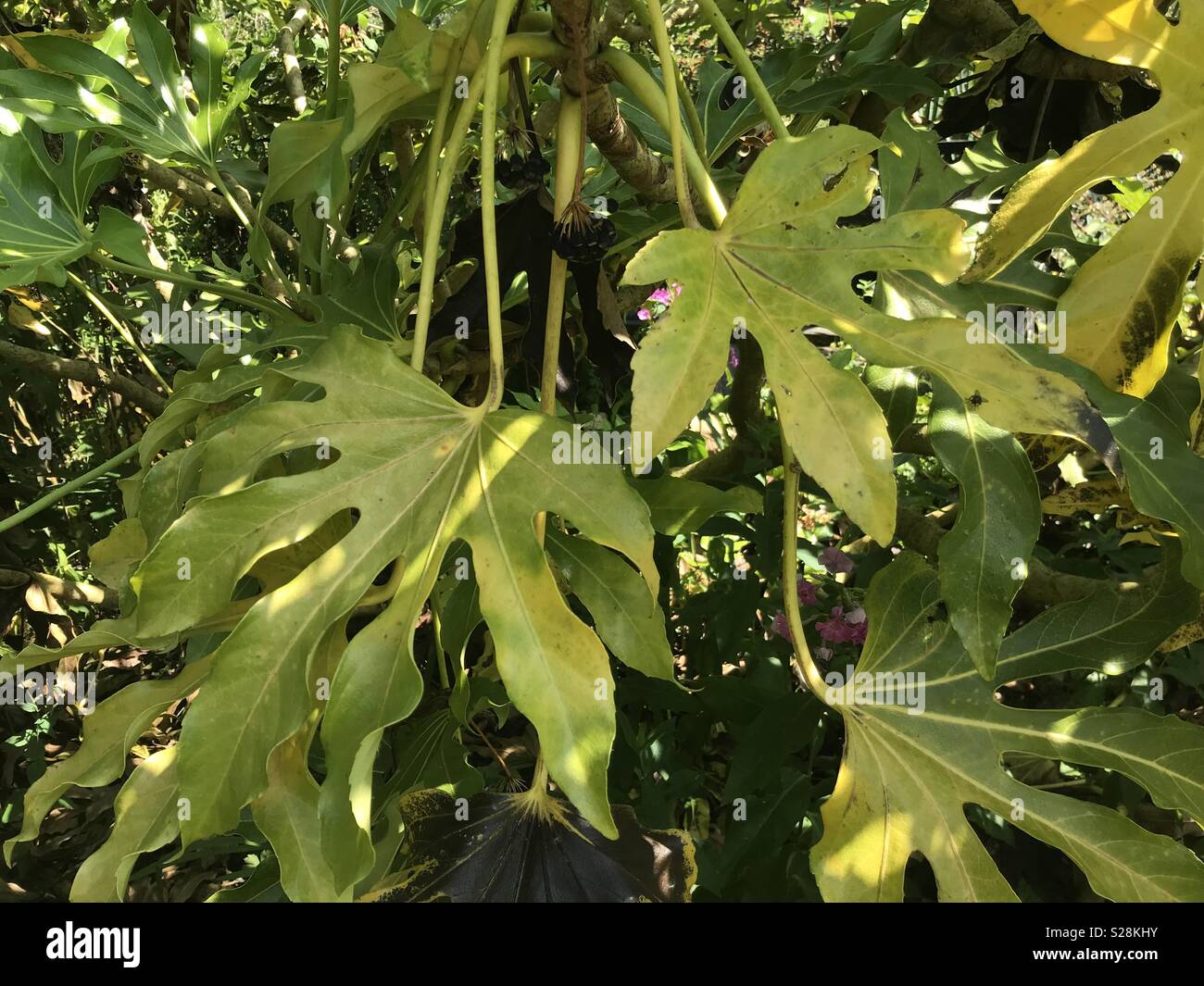 Fatsia leaf hi-res stock photography and images - Alamy