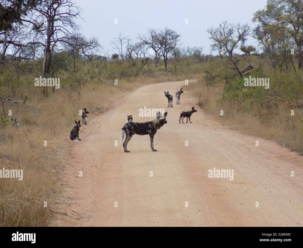 Wild Dog and family Stock Photo - Alamy