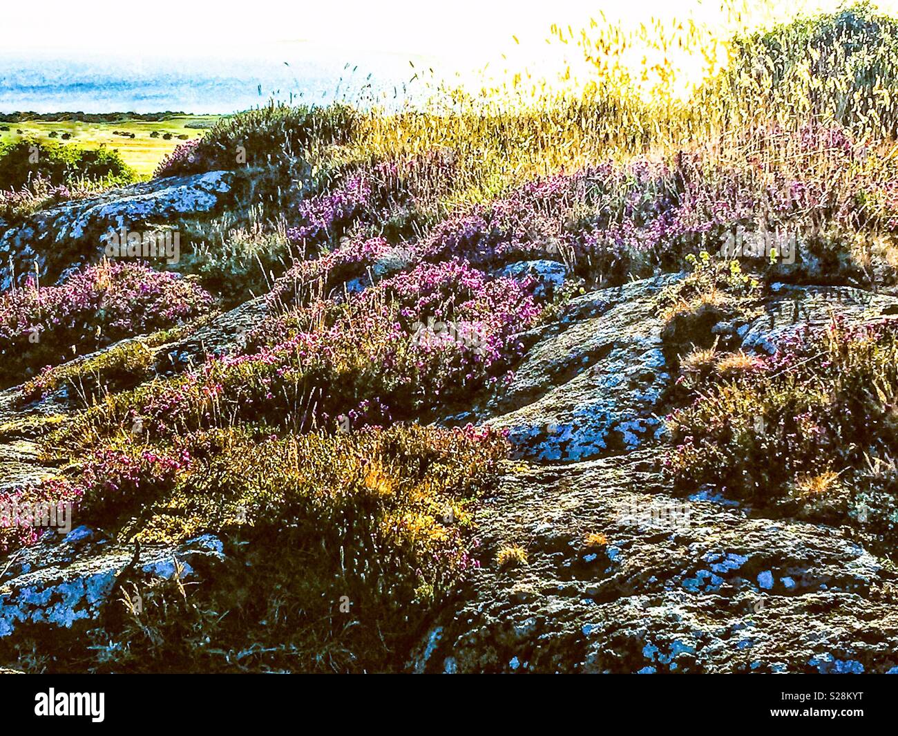 Scottish heather summer landscape hi-res stock photography and images ...