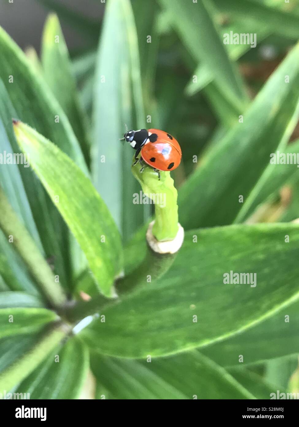 Lady bug close up hi-res stock photography and images - Alamy