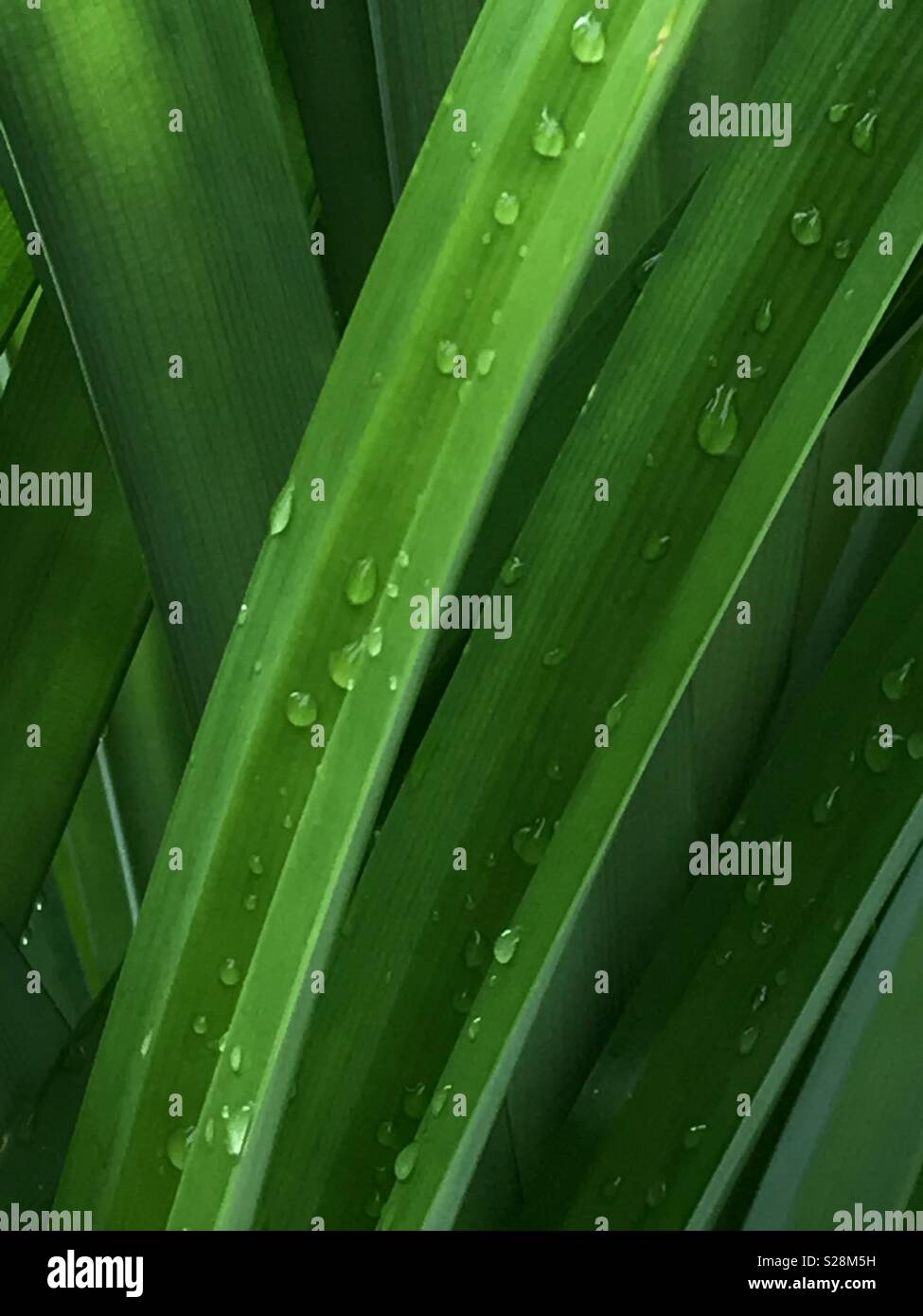 Pandan leaf hi-res stock photography and images - Alamy