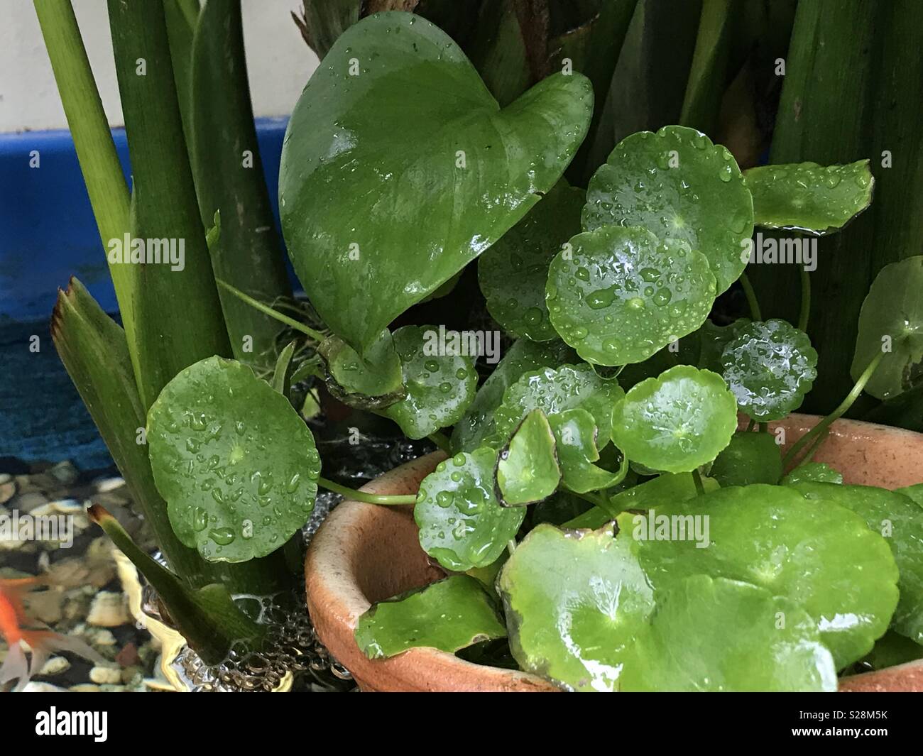 Green leaf pegaga Stock Photo - Alamy