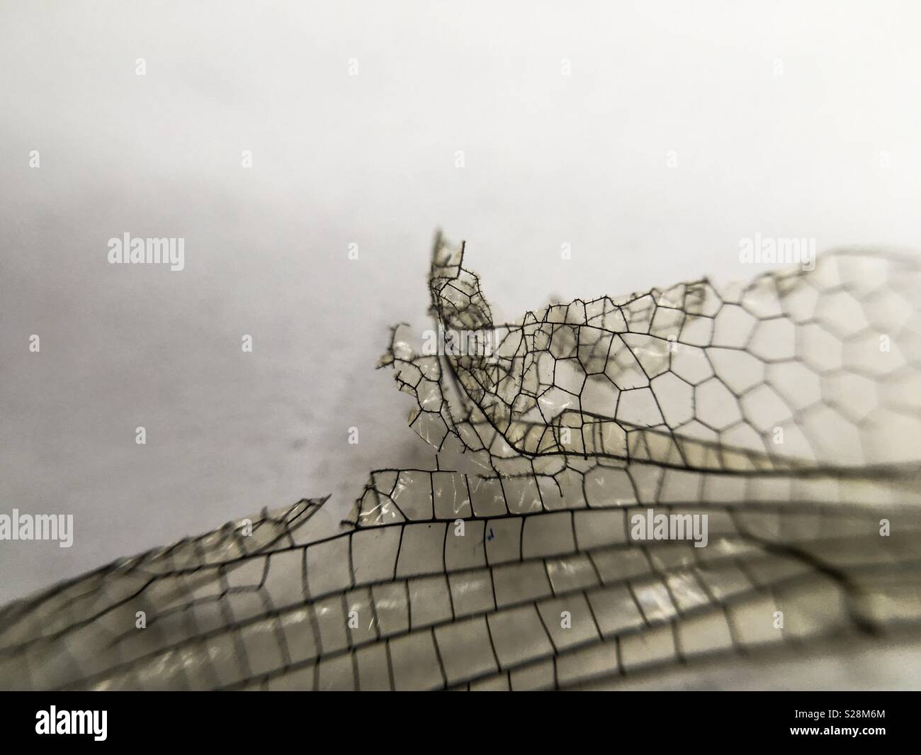 Wing macro hi-res stock photography and images - Alamy