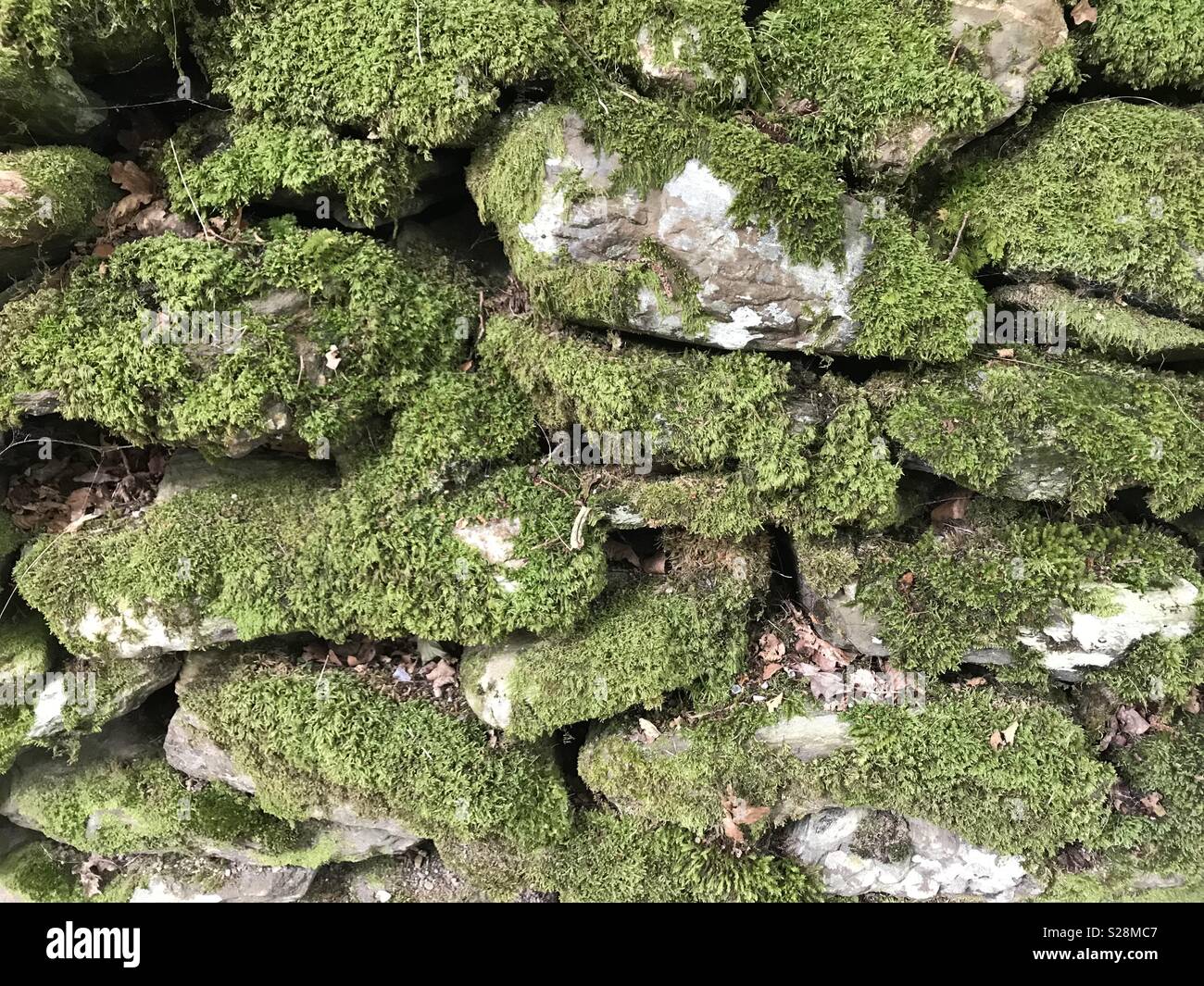 Moss wall hi-res stock photography and images - Alamy