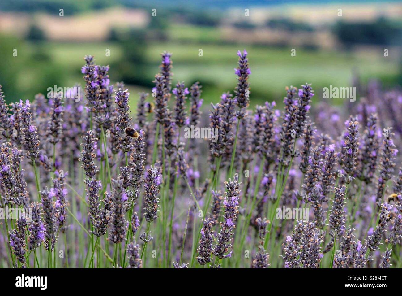 Yorkshire lavender fields hi-res stock photography and images - Alamy