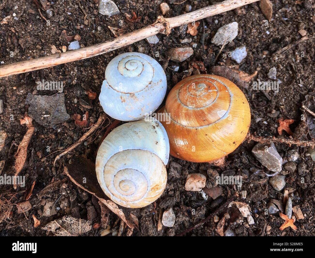 Three Empty Snail Shells Stock Photo - Alamy