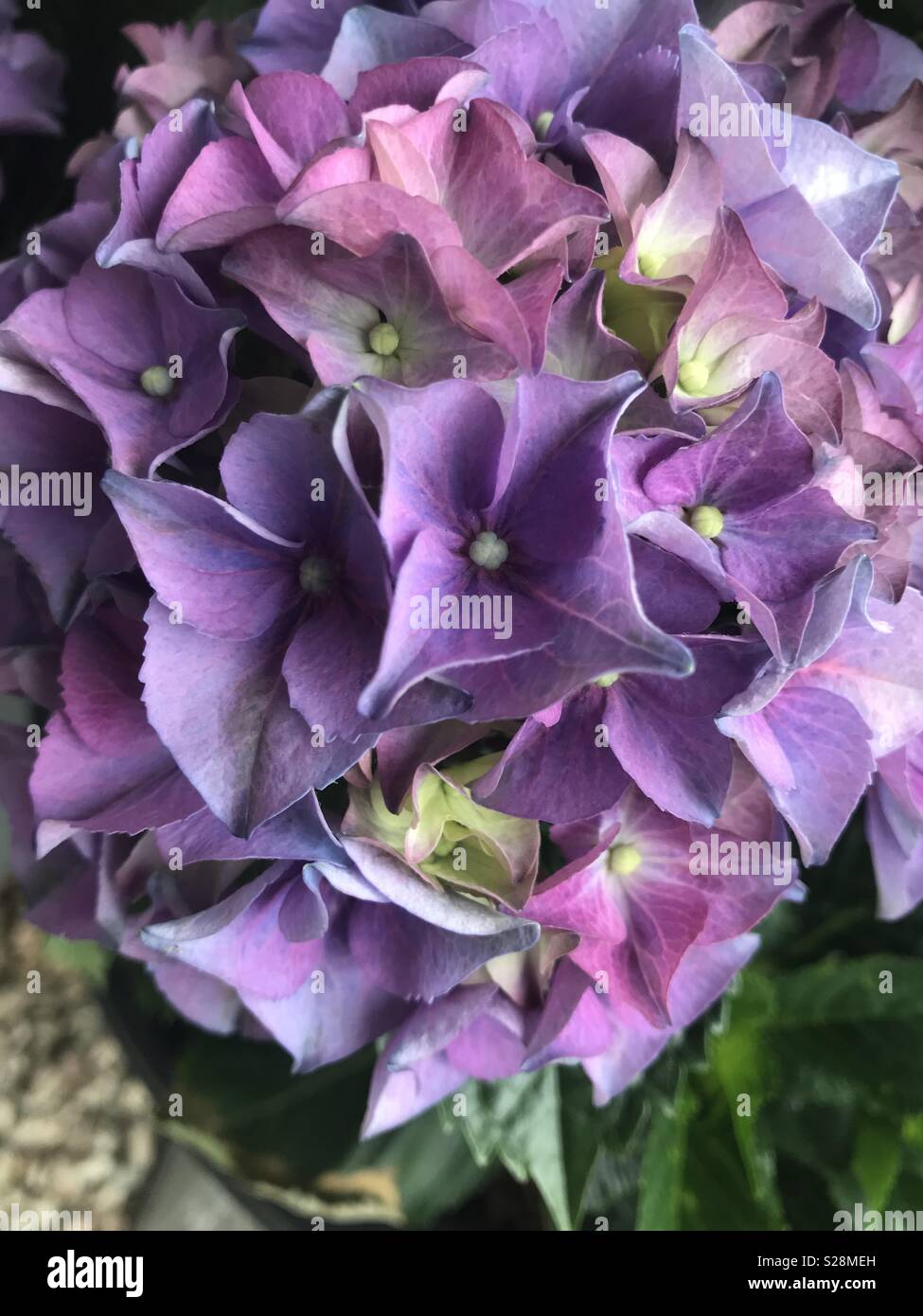 Purple and pink hydrangea hi-res stock photography and images - Alamy