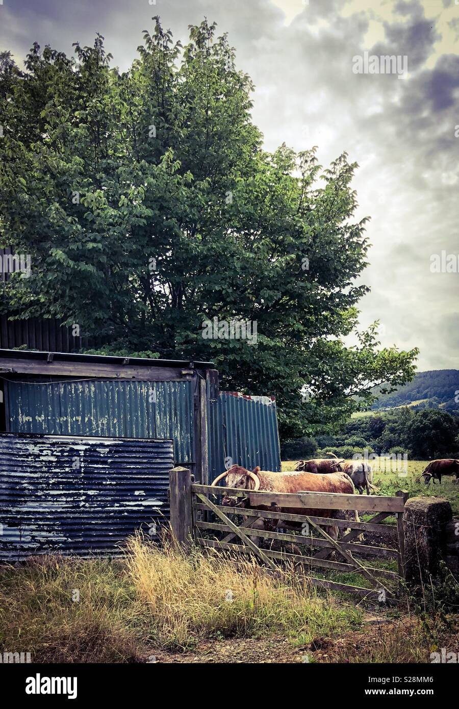 Cows at farm gate hi-res stock photography and images - Alamy