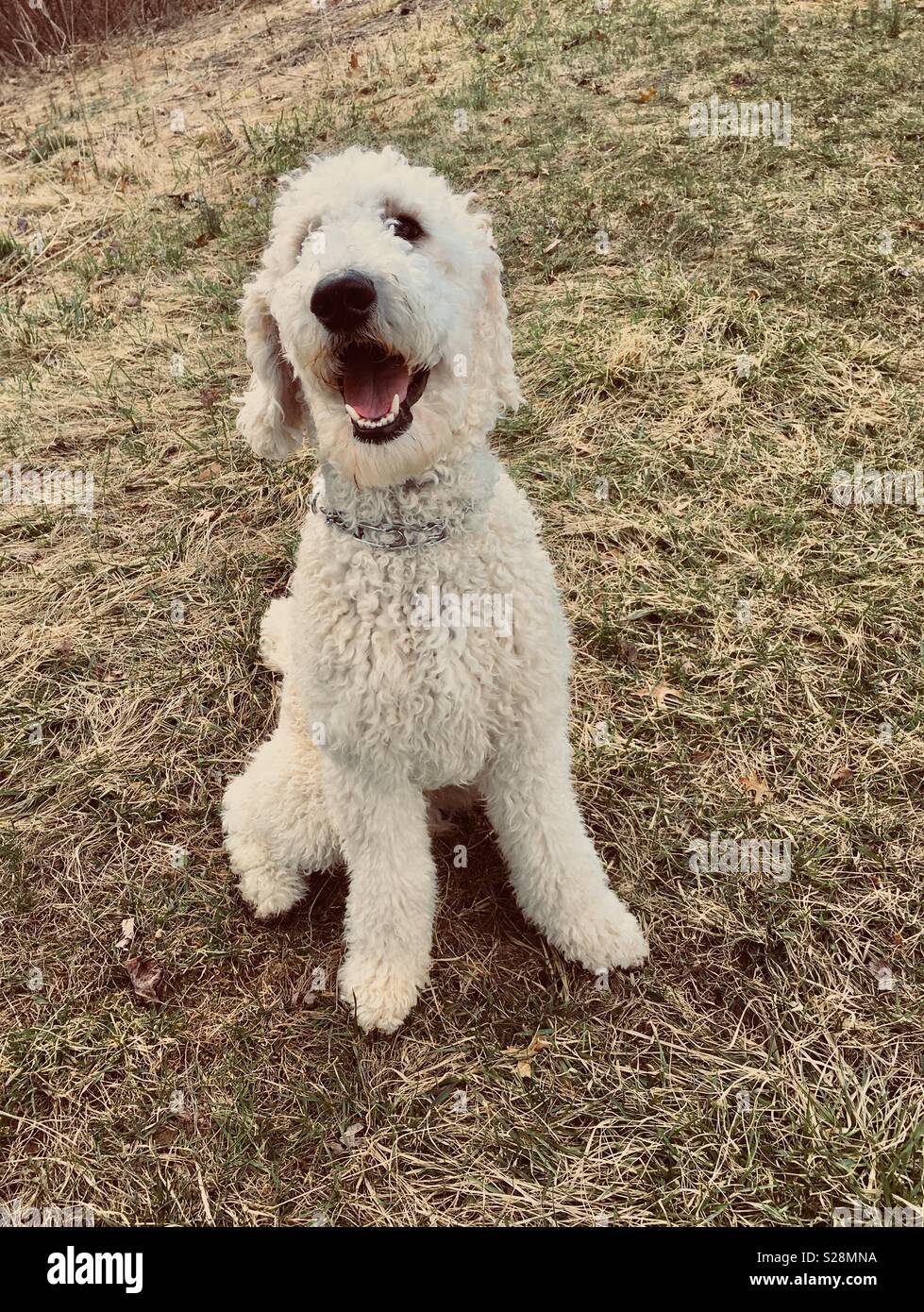 Standard poodle happy Stock Photo - Alamy