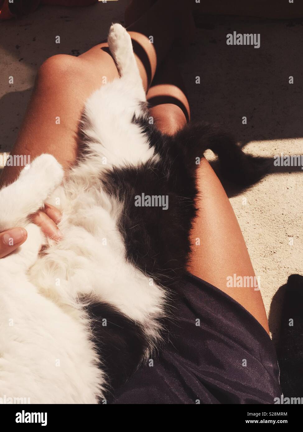 Car paws hi-res stock photography and images - Alamy