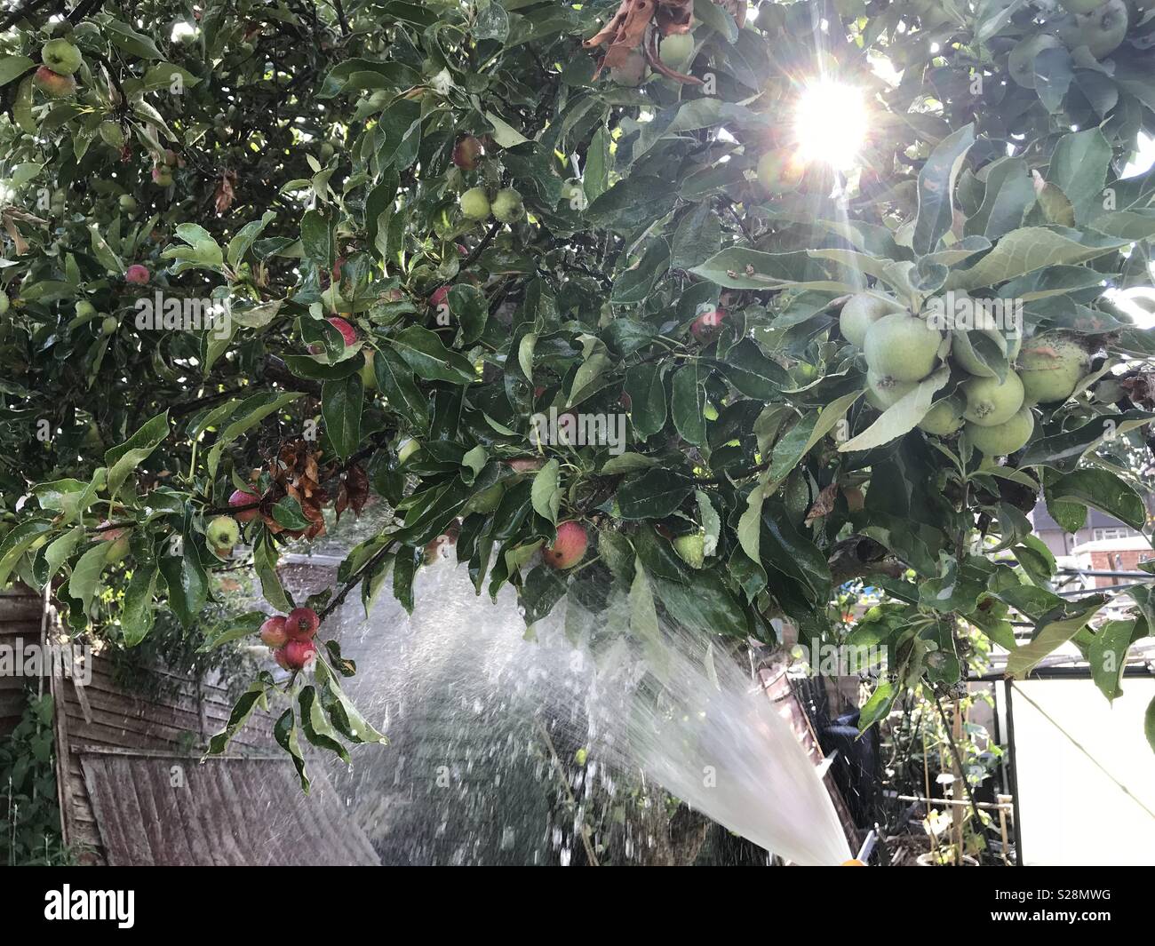 Tree watering hi-res stock photography and images - Alamy