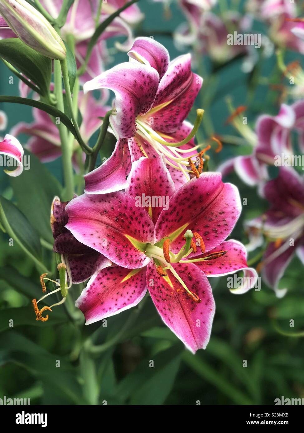 Stargazer lilies hi-res stock photography and images - Alamy