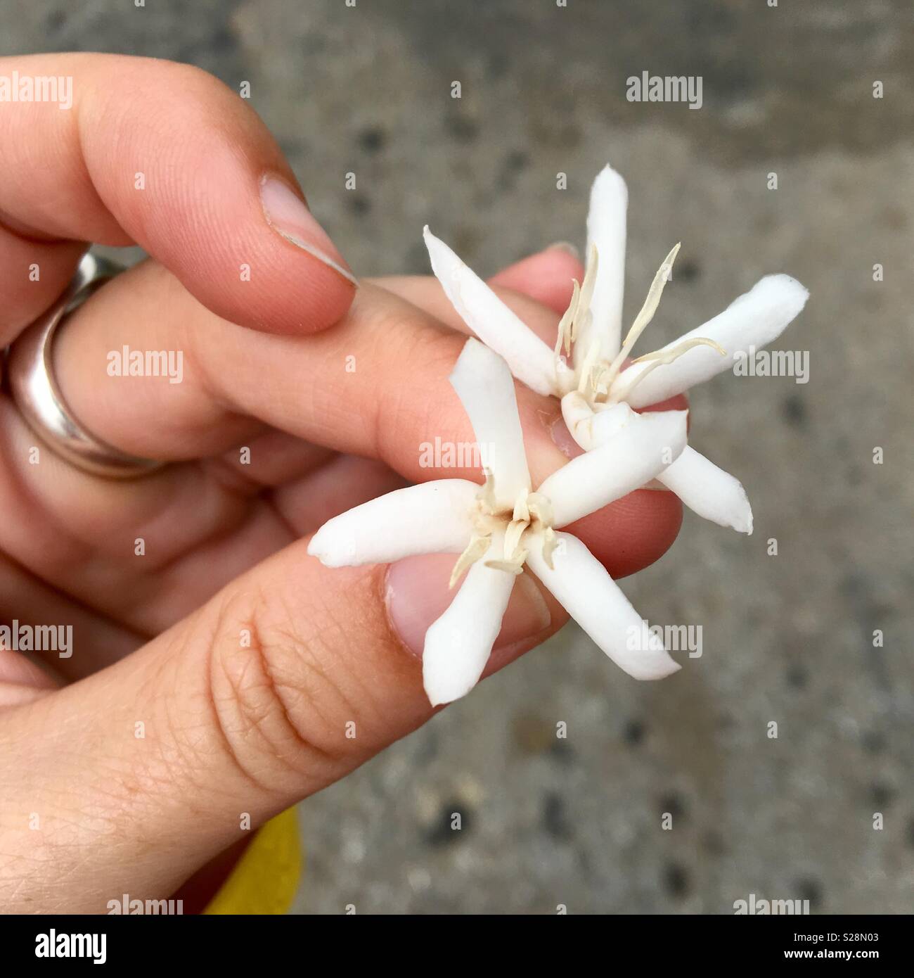 Hand holding flowers hi-res stock photography and images - Alamy