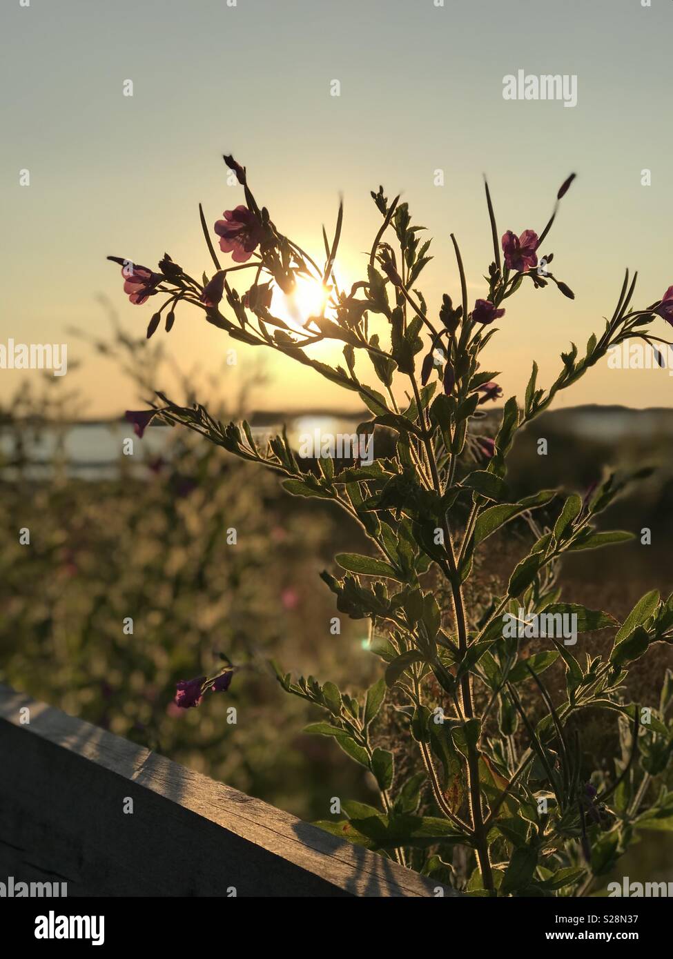 Walk mode hi-res stock photography and images - Alamy