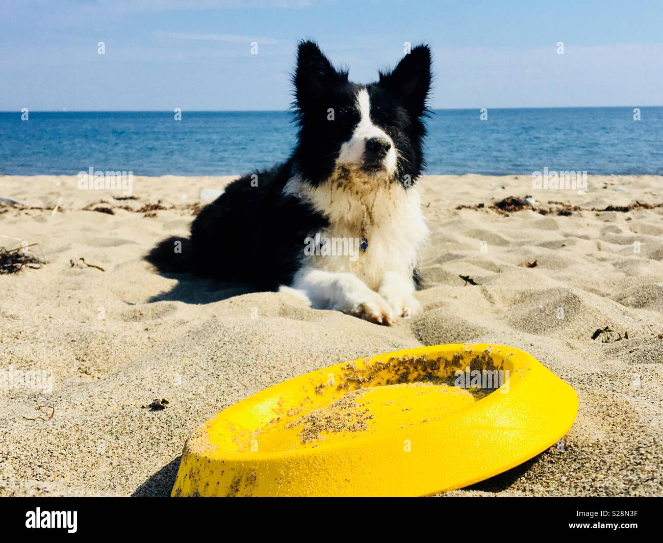 Sandy dog waiting to play with frisbee on beach Stock Photo - Alamy