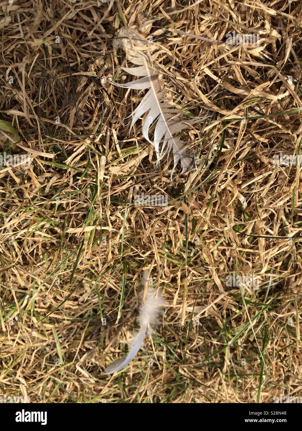 Feathers and grass hi-res stock photography and images - Alamy