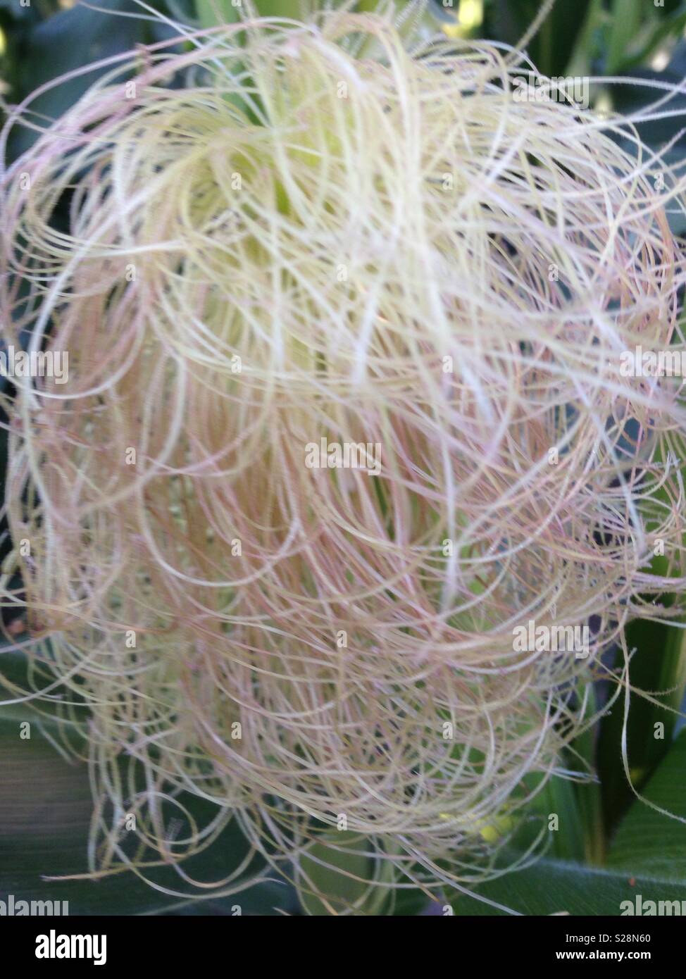 Corn With Hair High Resolution Stock Photography and Images - Alamy