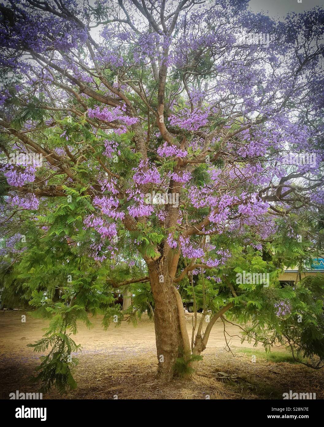 Jacaranda tree hi-res stock photography and images - Alamy