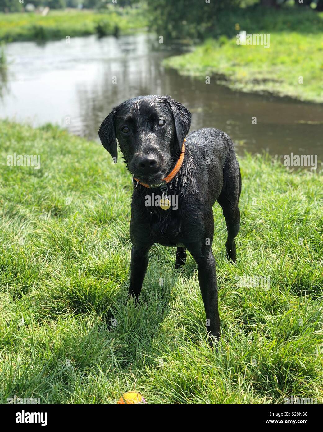 Black labrador retriever standing hi-res stock photography and images ...