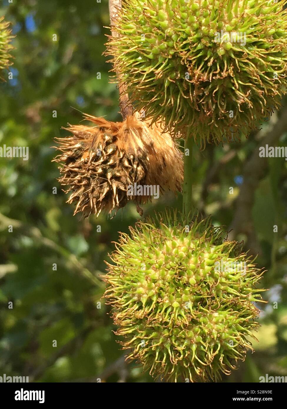 Photo spikes hi-res stock photography and images - Alamy