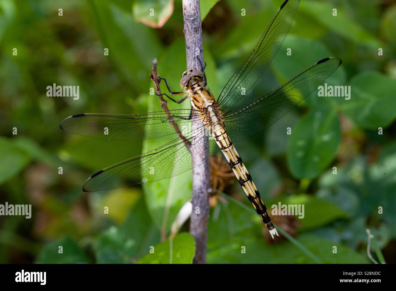 Resting insects hi-res stock photography and images - Alamy