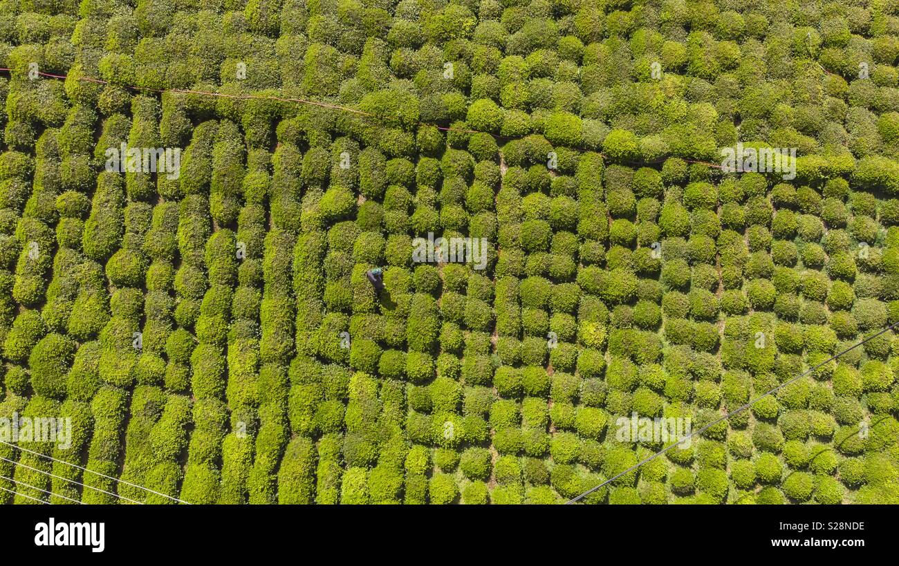 Rize turkey tea hi-res stock photography and images - Alamy