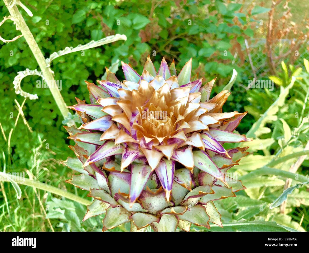 Spiky flower hi-res stock photography and images - Alamy