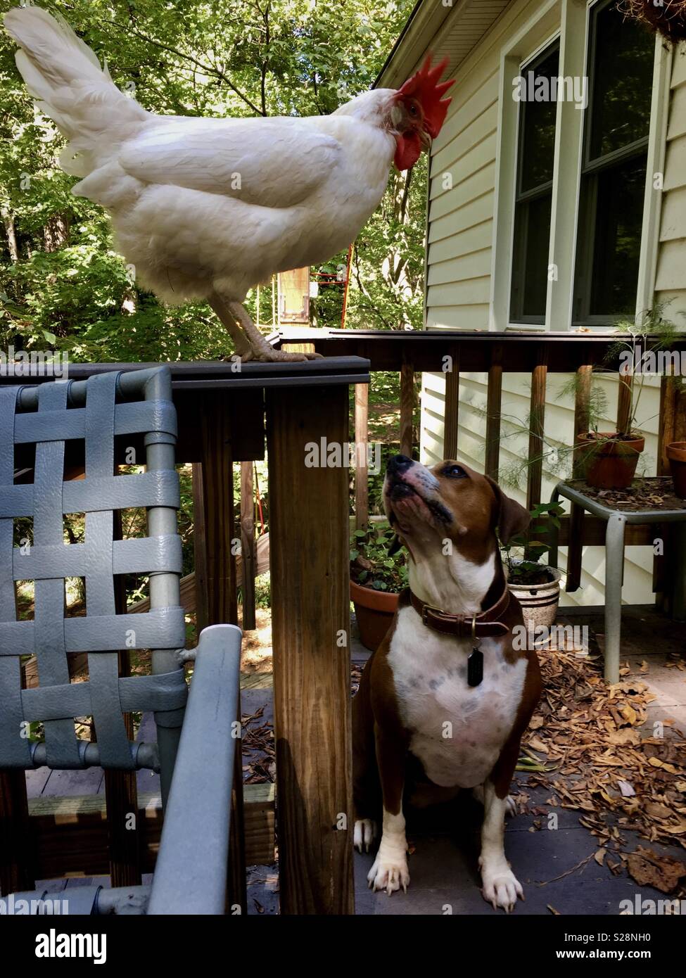 Chicken dog hi-res stock photography and images - Alamy