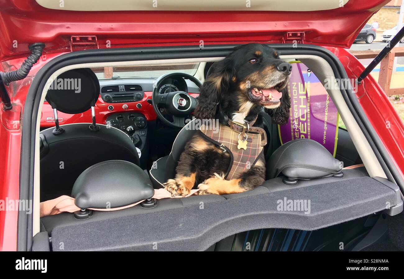 Dog car boot hi-res stock photography and images - Alamy