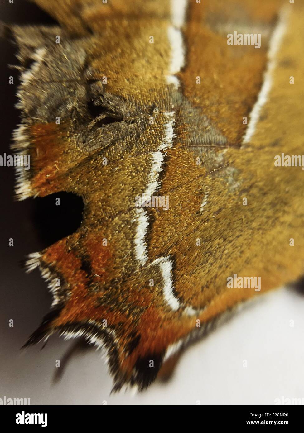 Butterfly wing hi-res stock photography and images - Alamy