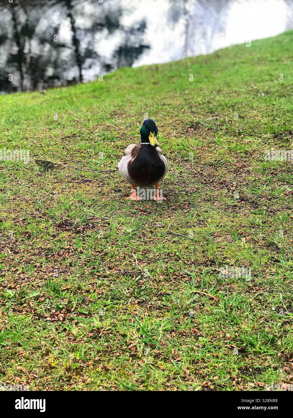 The little friend hi-res stock photography and images - Alamy