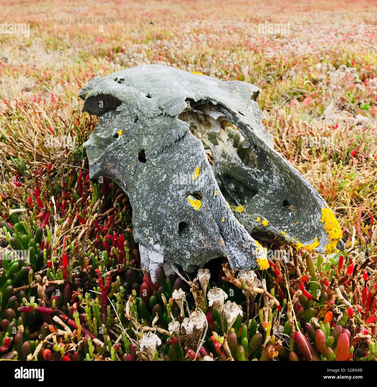 Old bones hi-res stock photography and images - Alamy