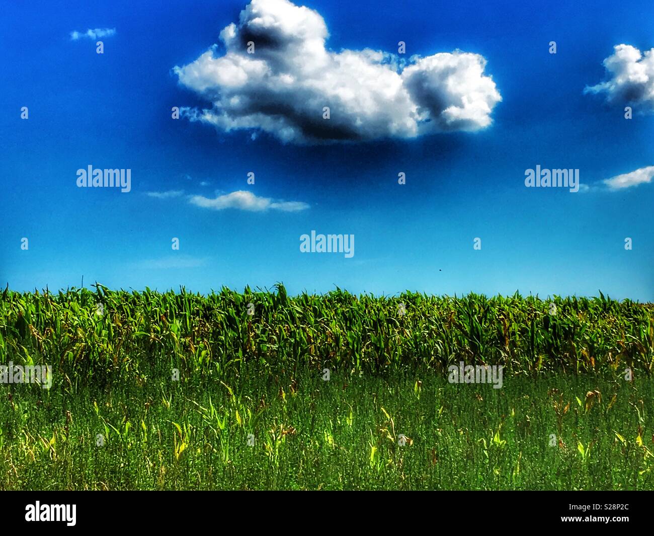 Grown for biogas hi-res stock photography and images - Alamy
