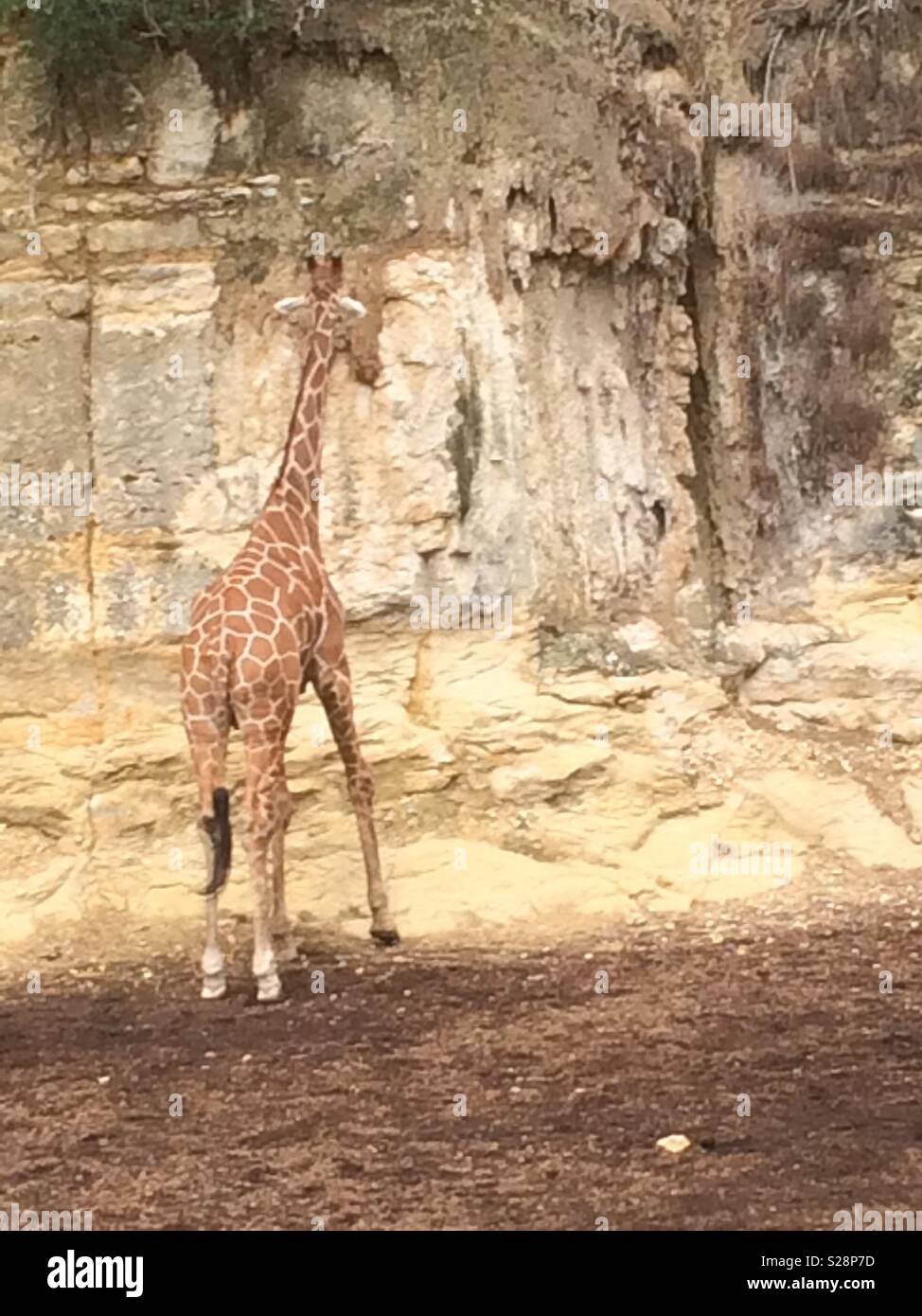 Backside of giraffe at nature reserve zoo Stock Photo - Alamy