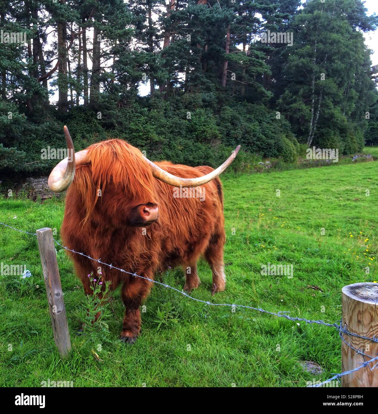 Highland Cow Scotland High Resolution Stock Photography and Images - Alamy