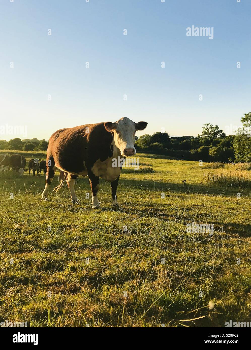 Nosey cows hi-res stock photography and images - Alamy