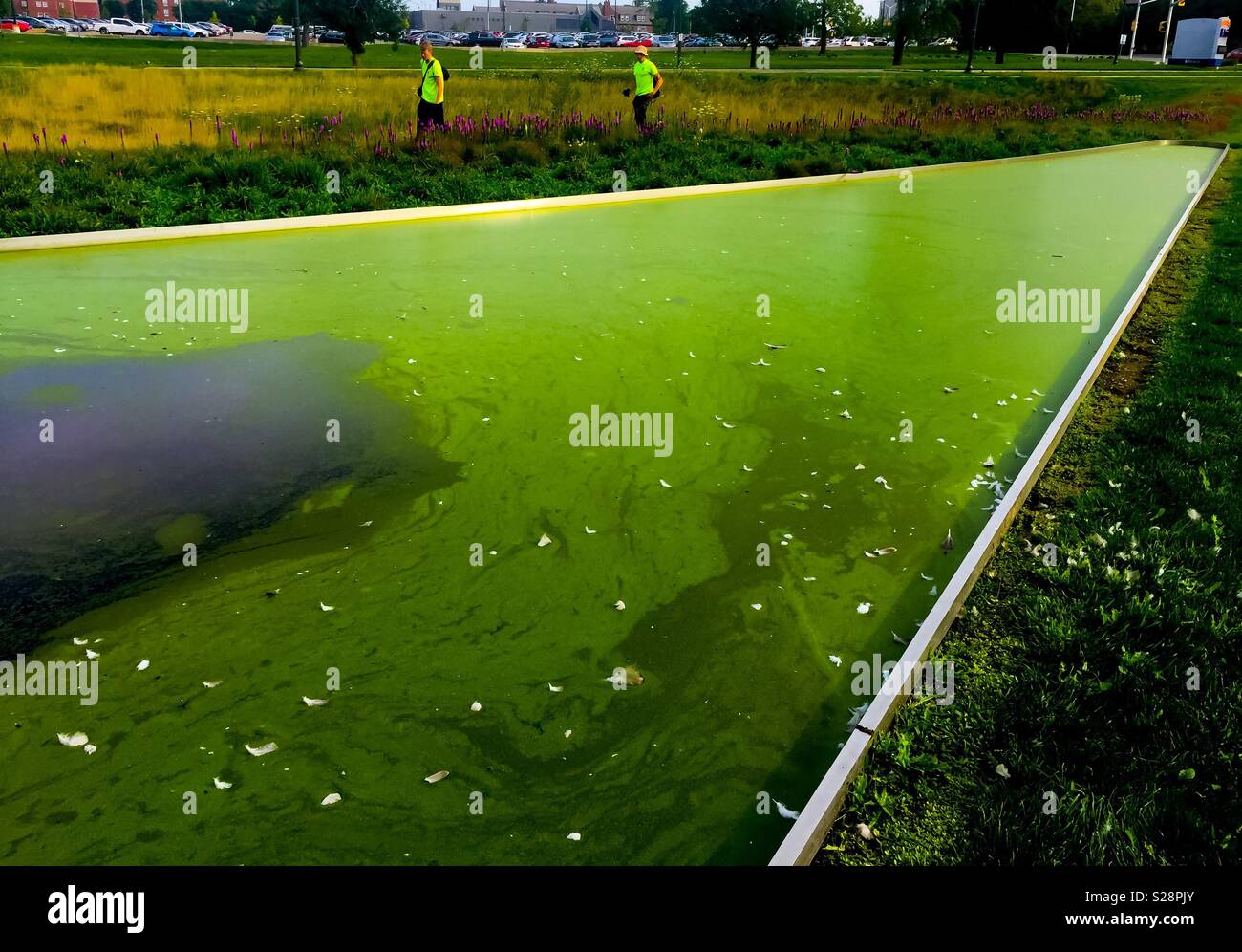 Algae in a pond Stock Photo - Alamy