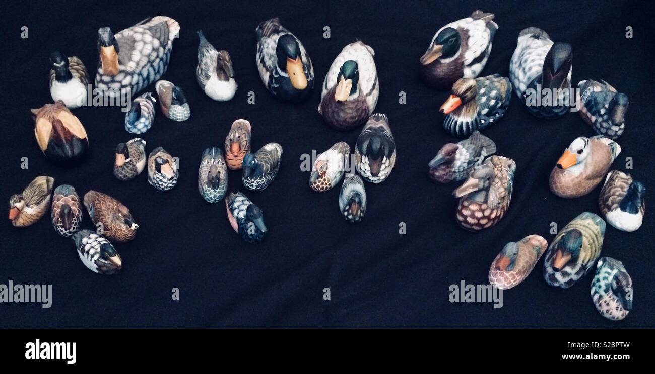 Lots of ducks hi-res stock photography and images - Alamy