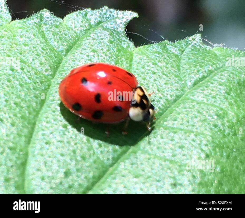 Ladybird on green leaf hi-res stock photography and images - Alamy