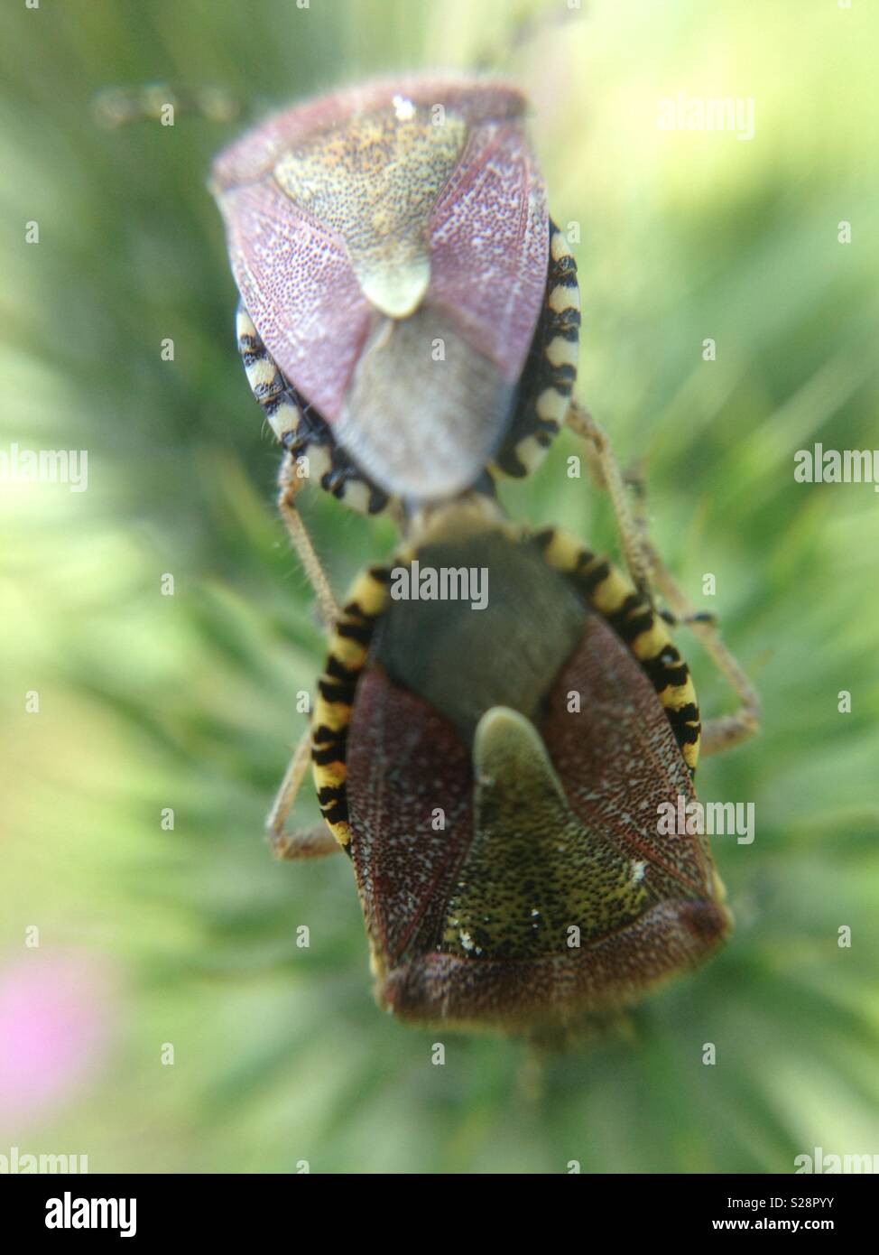 Shield bugs mating hi-res stock photography and images - Alamy