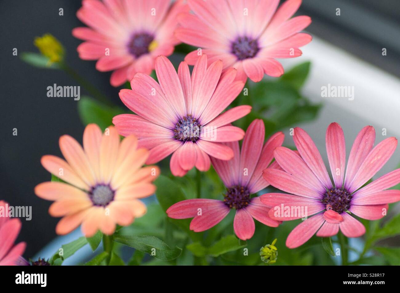 African daisys hi-res stock photography and images - Alamy