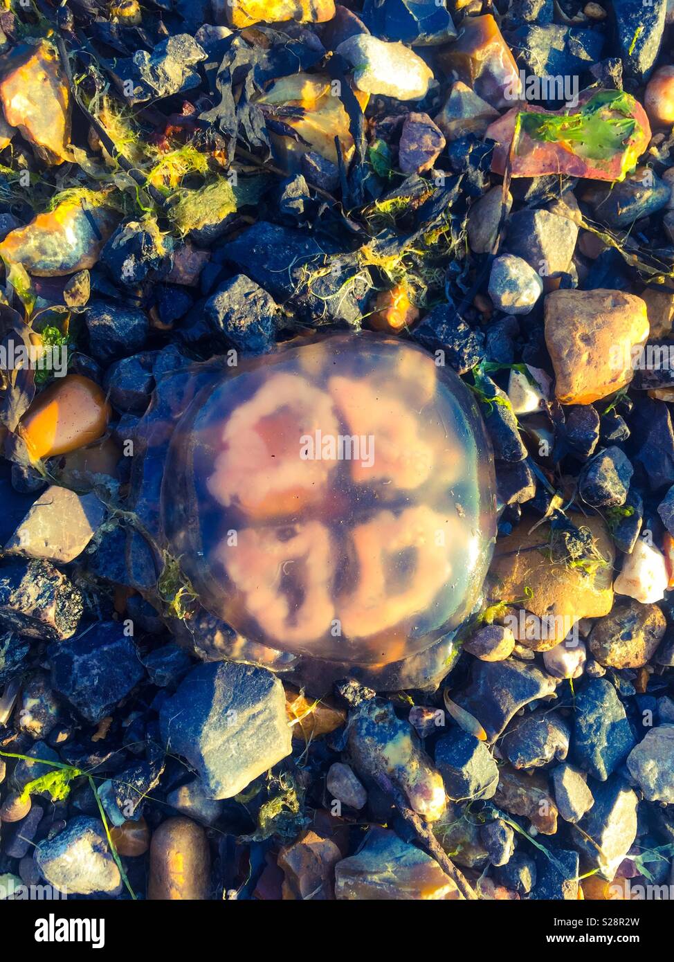 Stranded jellyfish on a rocky beach Stock Photo - Alamy