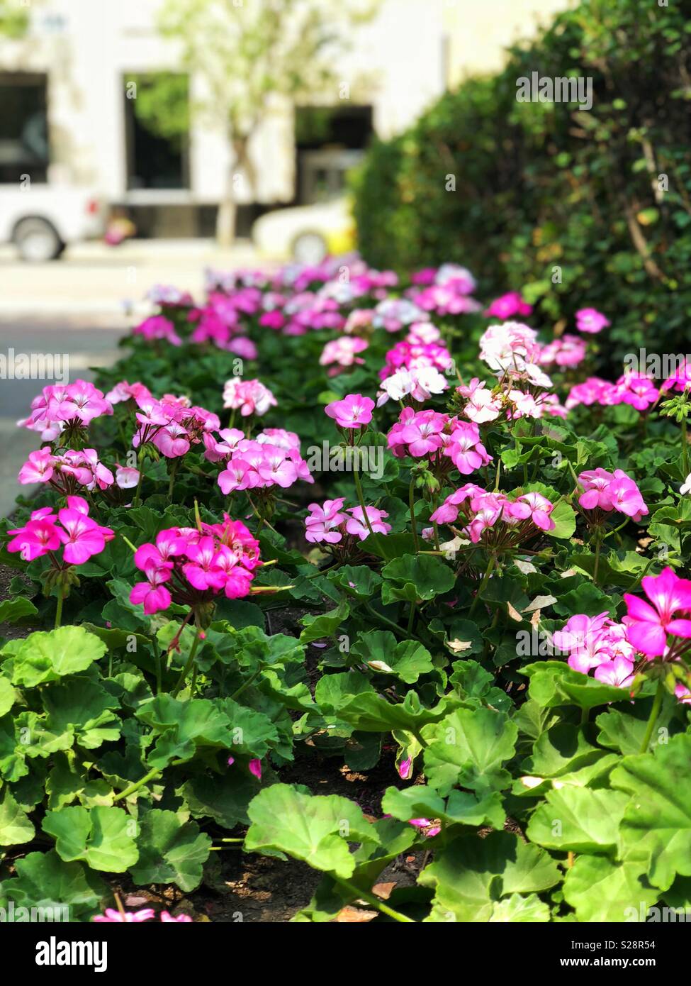 Urban flowers hi-res stock photography and images - Alamy