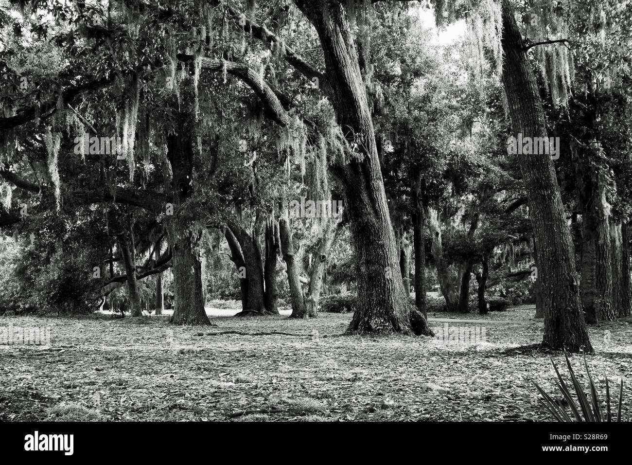 Spanish Moss in the tree on Hilton head island SC Stock Photo - Alamy