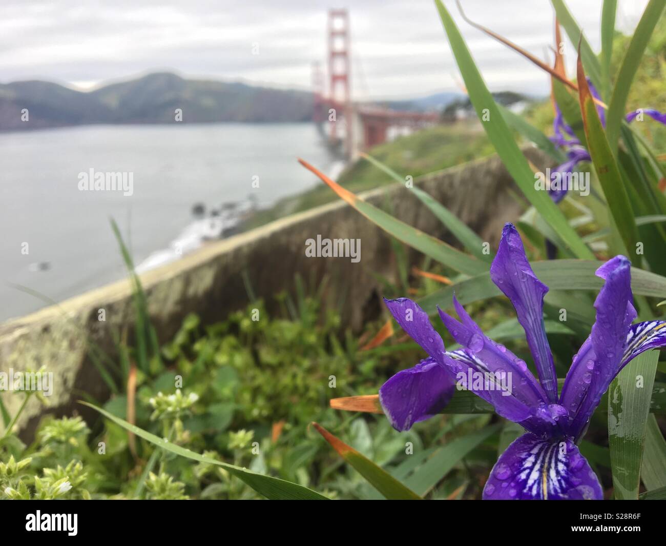 Iris and Golden Gate Bridge Stock Photo - Alamy