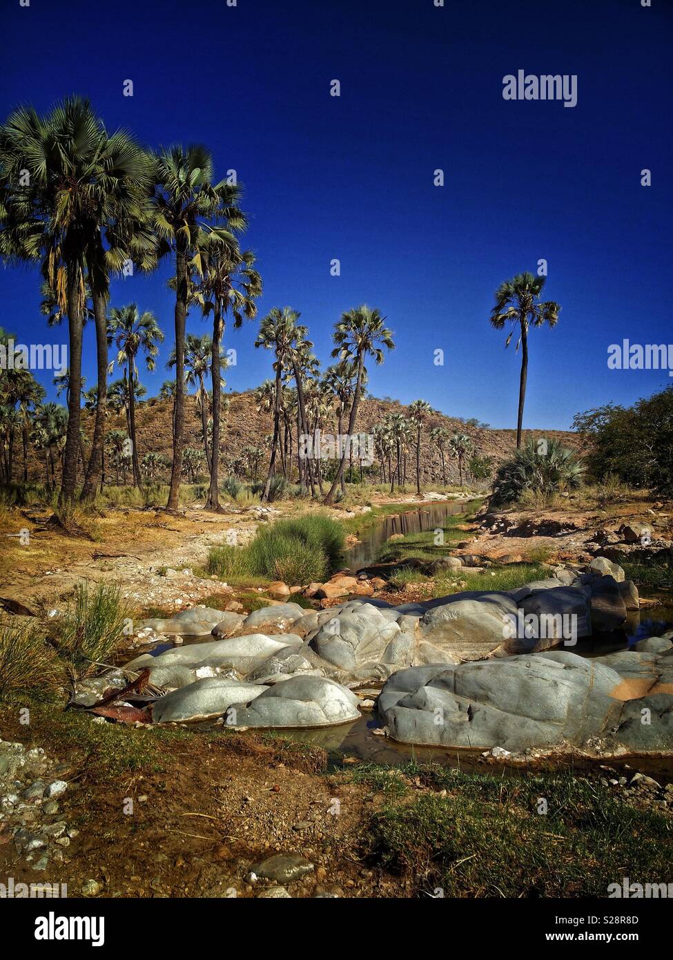 Palm trees surround a water watering hole oasis, Namibia Stock Photo ...