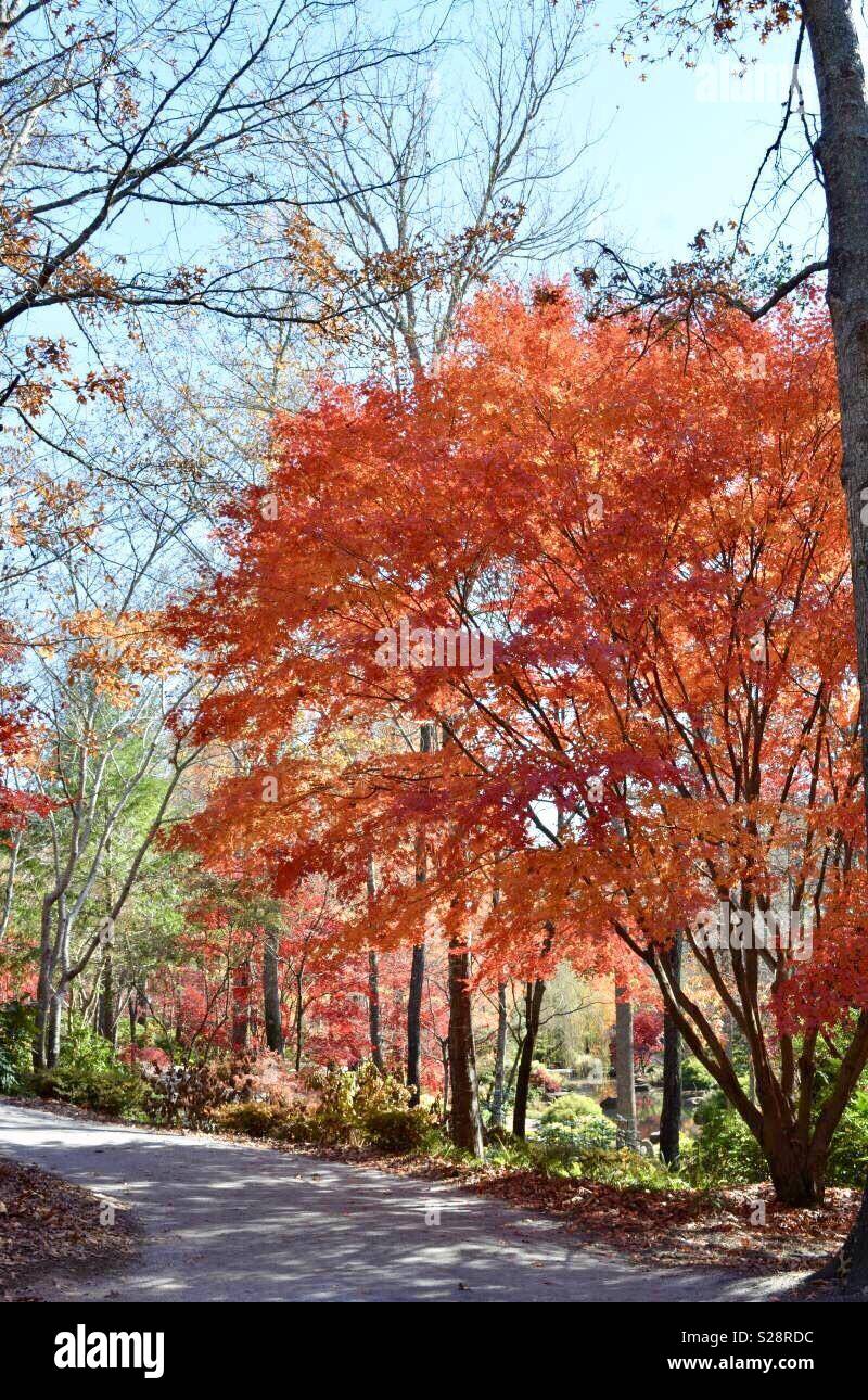 Fall tree by sidewalk Stock Photo - Alamy